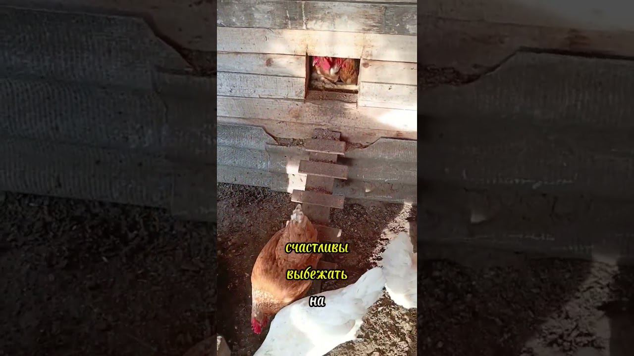 мои любимые девчонки  #shorts #куры #курятник #наседка #chicken