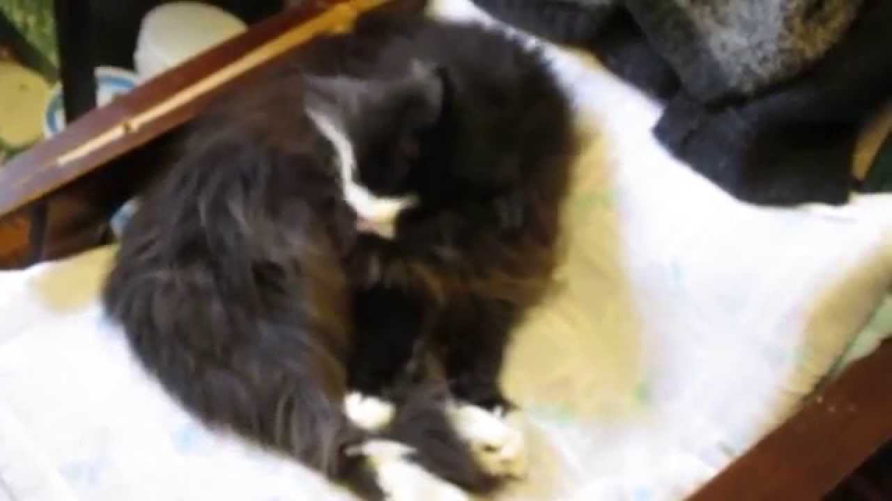 кот Мурик моется