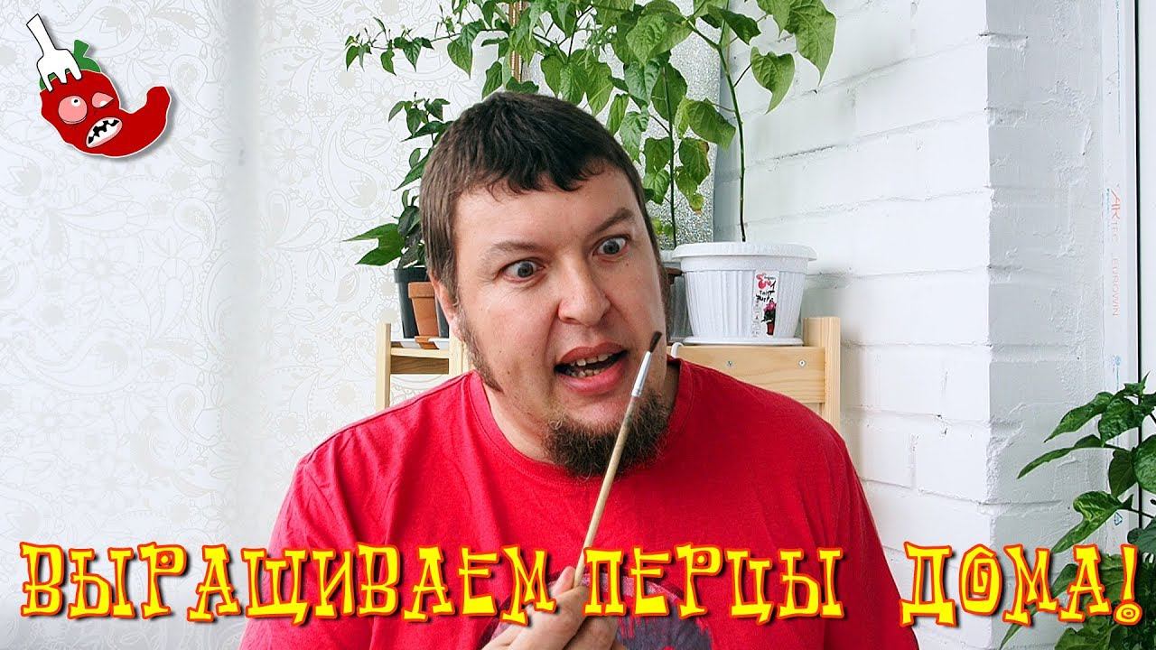 Выращиваем перец чили дома: как опылять перцы?