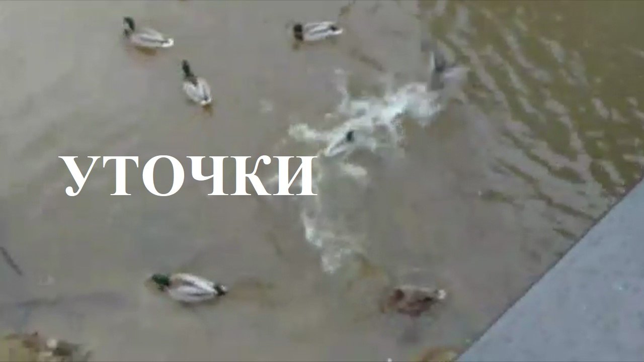 Кормим Питерских уточек