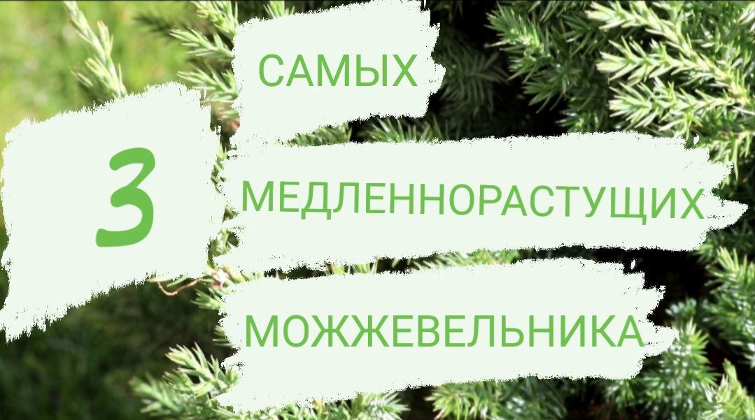 3 САМЫХ МЕДЛЕННОРАСТУЩИХ МОЖЖЕВЕЛЬНИКА В МОЖЖЕВЕЛОВОМ САДУ. ОСЕНЬ 2022 ГОДА.