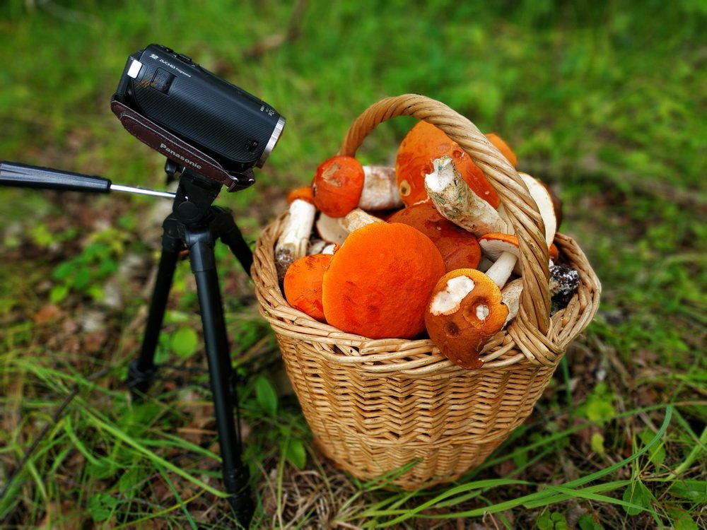 ГРИБНАЯ БИТВА С ПОДОСИНОВИКАМИ!!!