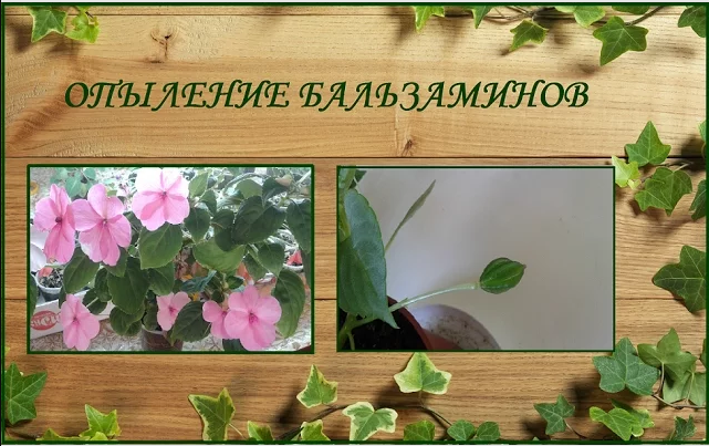 Бальзамин опыление в комнатных условиях, размножение семенами