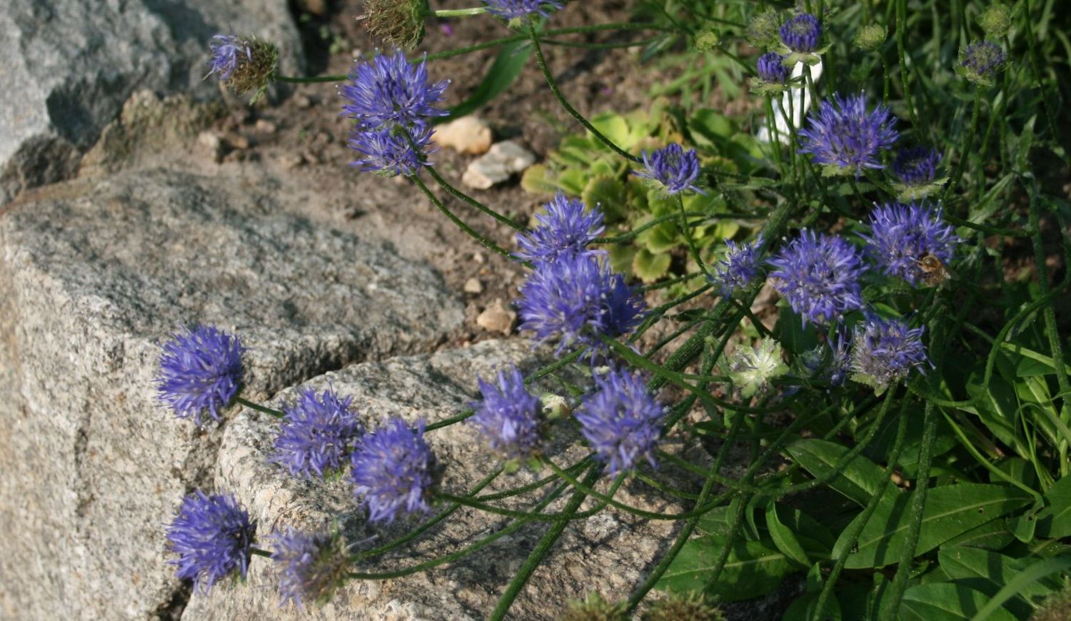 Букашник РЕЛАКС АРТ-ТЕРАПИЯ ИМПРОВИЗАЦИЯ композитор Виктор Анохин #музыка #instrumentalmusic #цветы