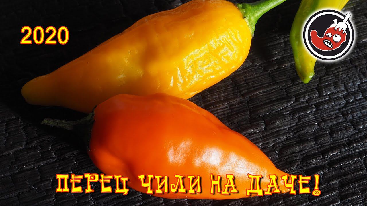 Итоги перцового сезона 2020. Пустая болтовня.