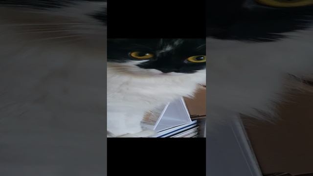 Книжная кошка.