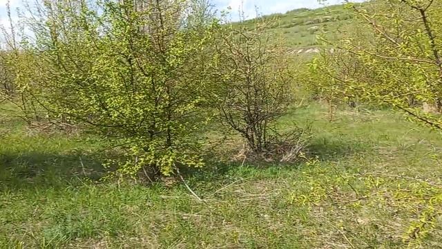 Природа России.