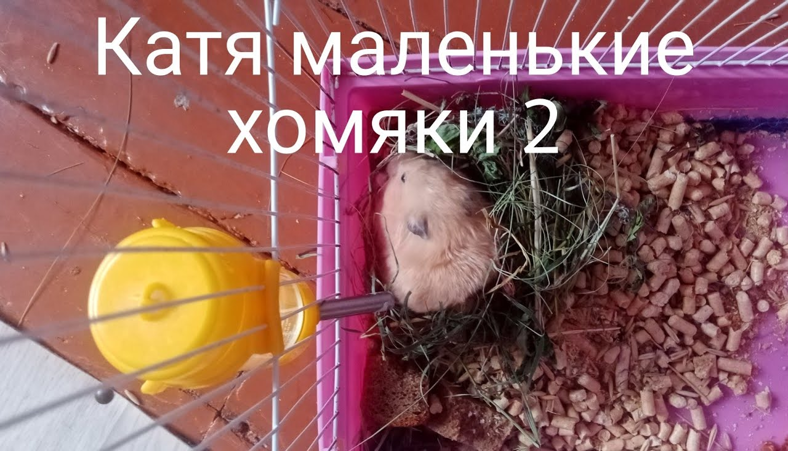 Катя маленькие хомяки 2