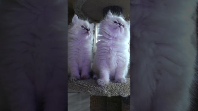 Ozzy и Otis Невские Маскарадные КОТЯТА?дата рождения 07.05.22#shorts