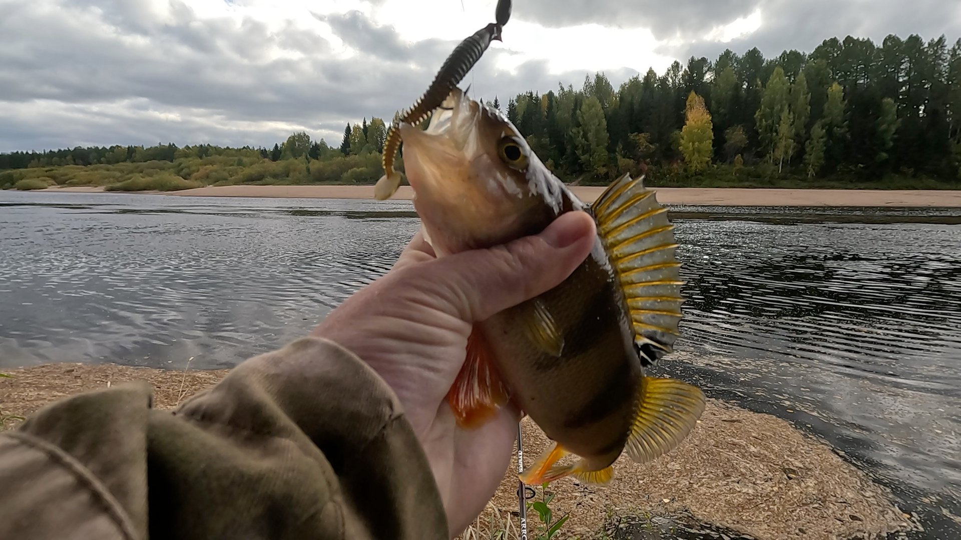 ОКУНИ ОСЕНЬЮ НА ДЖИГ ПОД БЕРЕГОМ