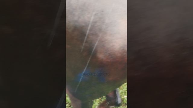 Во время сильного дождя...