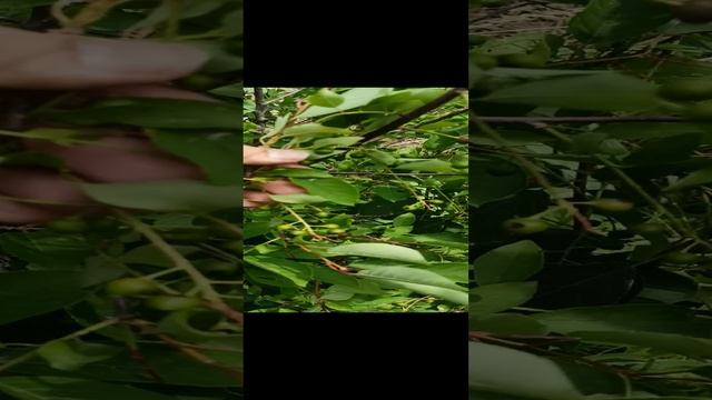 Зеленая черемуха