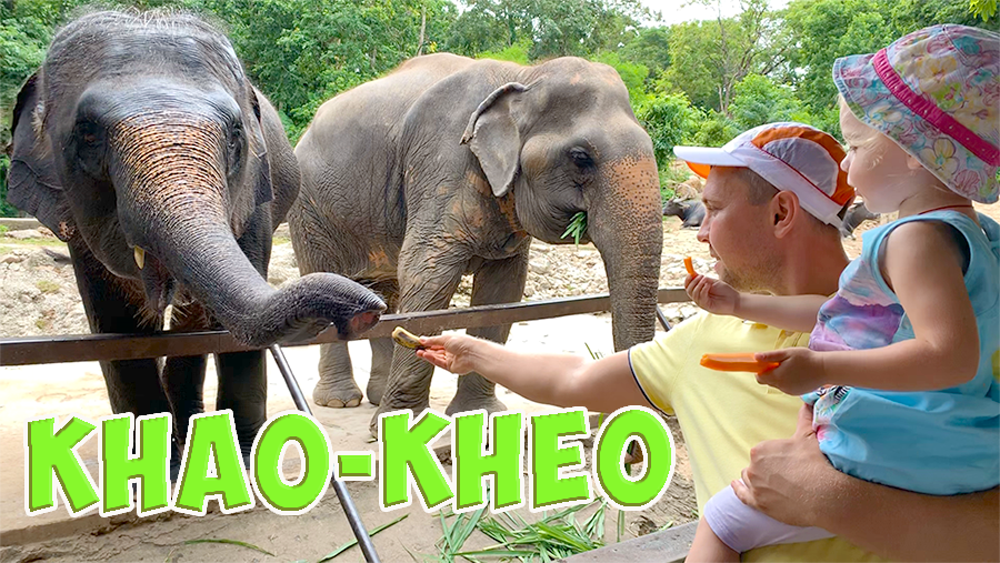 Влог в зоопарке Кхао Кхео, Тайланд. Мила и папа кормят слонов и жирафов