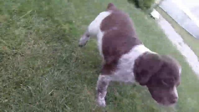 Эпаньоль Бретон Щенки.mp4