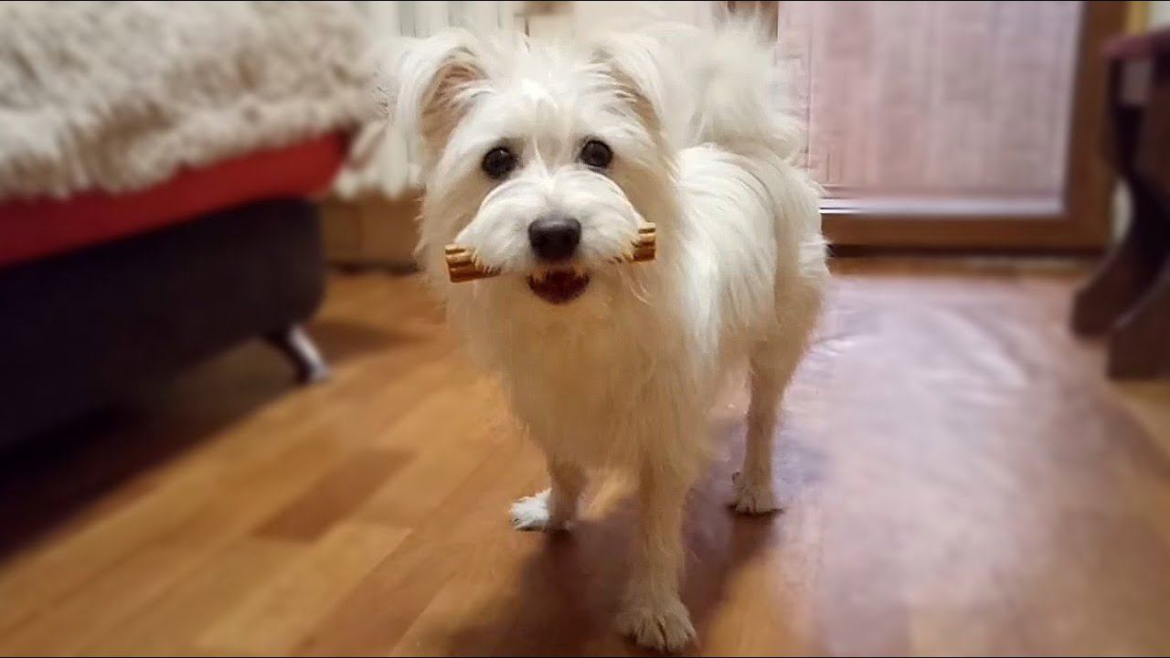 Вот счастье-то привалило! Хомячиха Эльза