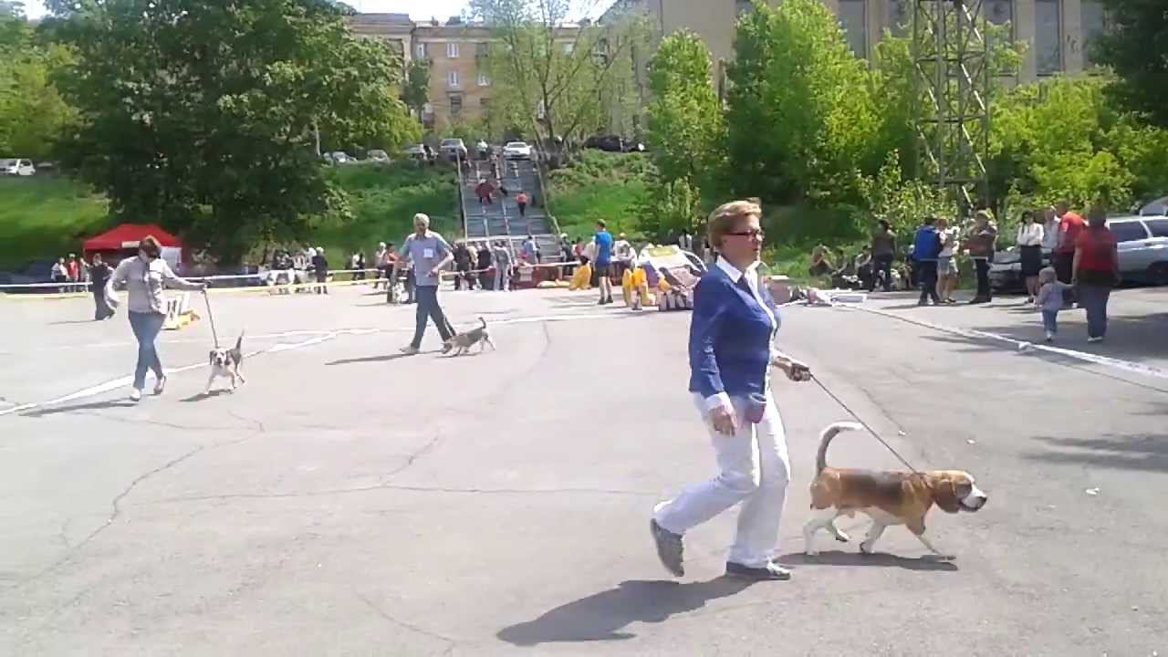 Выставка собак в Челябинске 26.05.2013. Ринг на ЛПП