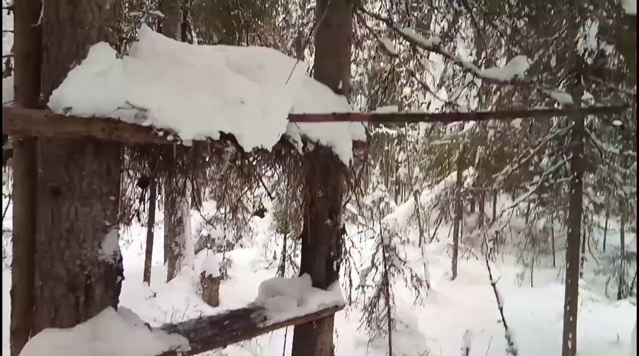 Лабазка на куницу.mp4