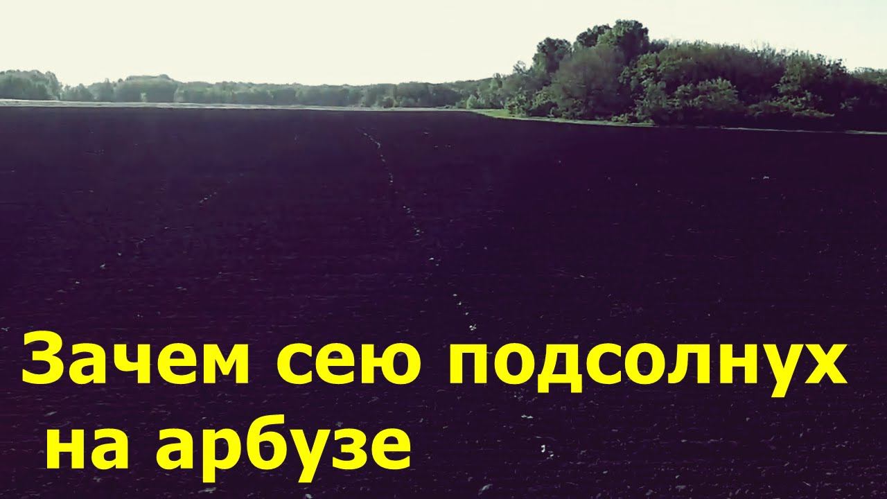 Зачем посеял подсолнух в арбузе? / Почему бороную на малой скорости? / Поляна ландышей 18.05.2021