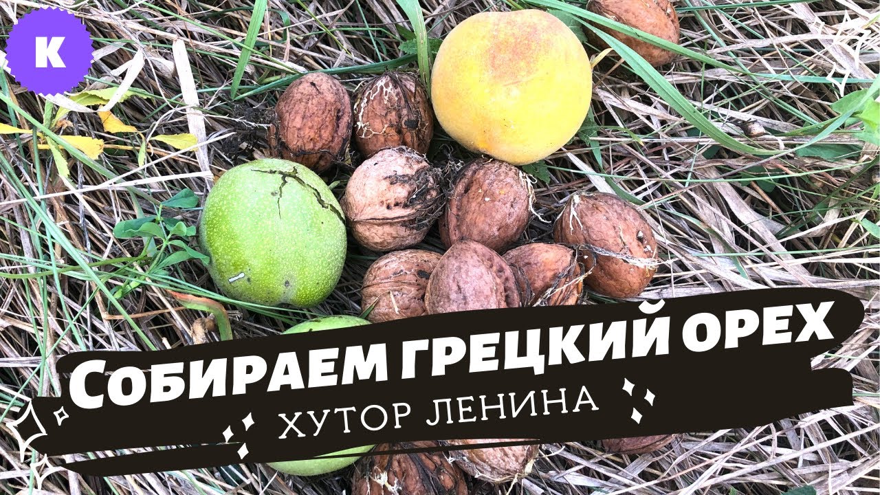 Первый раз собираем грецкий орех. Беглый осмотр хутора Ленина для мамы