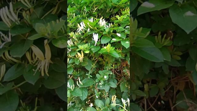 Жимолость.mp4