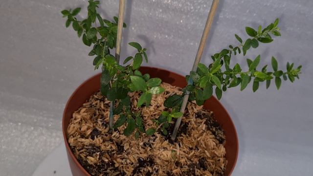 Мирцеевгения 6