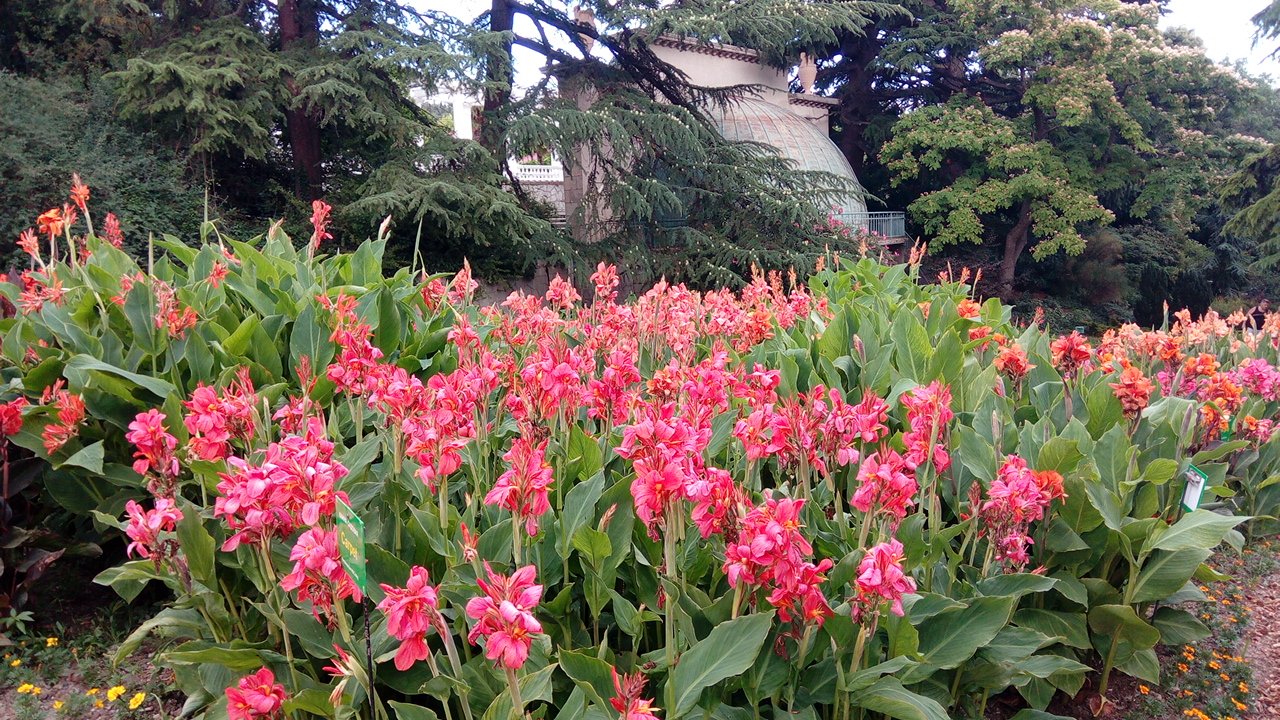 Крымские канны Никитский ботанический сад. Ялта