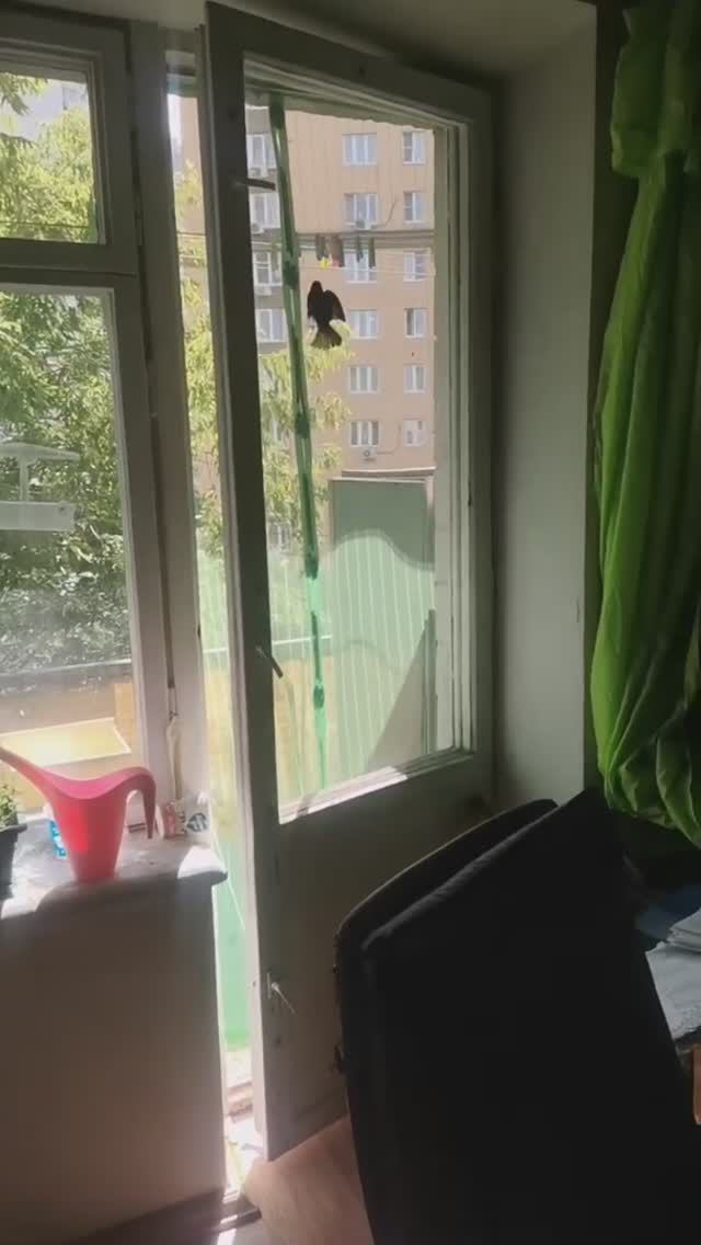 🐤Три маленьких паникёра