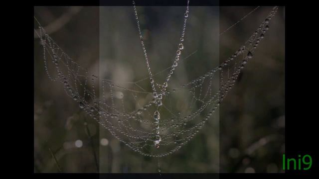 Алмазный фонд Лавровой Надежды