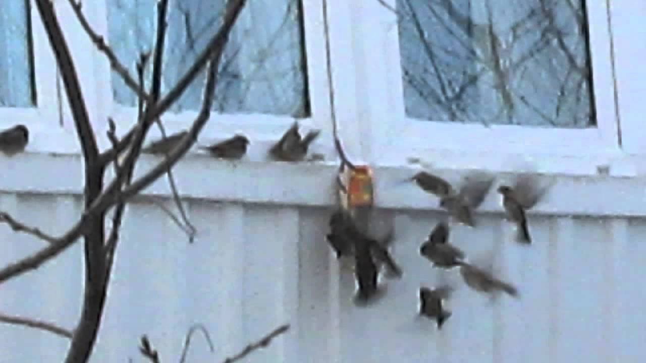 #3  Воробьи кушают