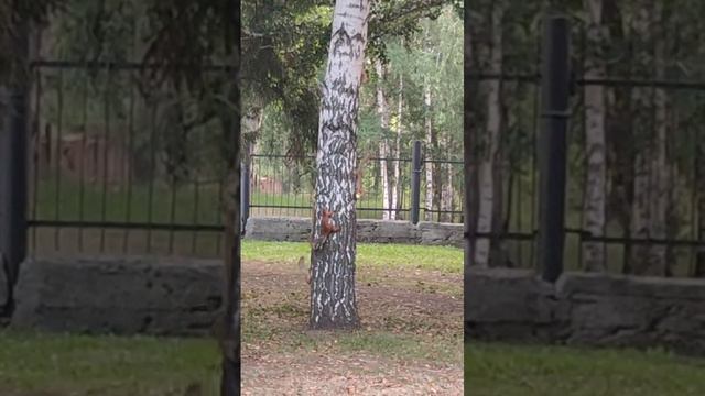 танец белок (Озвучка не моя)