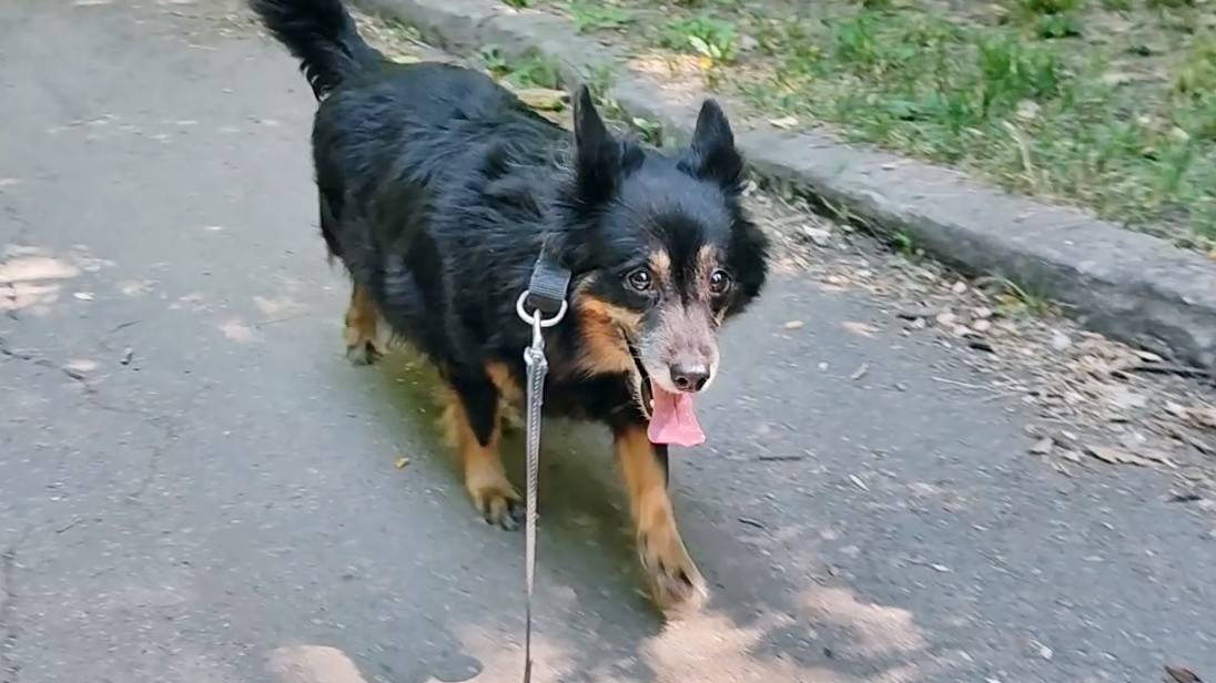 Дефилируем вдоль берега в культурном собачьем сообществе. Линда и Фокс