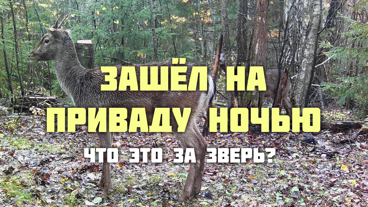 Зашёл на приваду ночью. Что это за зверь?