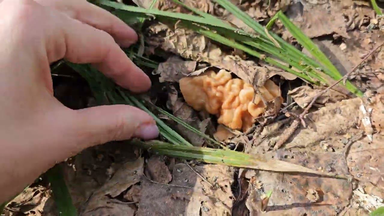 собираем Строчки. Грибалка в Подмосковье #строчки #грибы