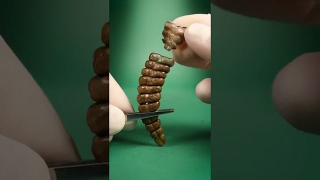 Как работает погремушка гремучих змей