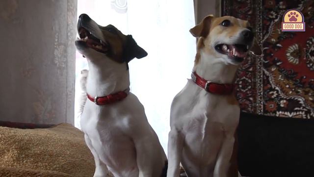 СТОИТ ЛИ ЗАВОДИТЬ ДЖЕК РАССЕЛ ТЕРЬЕР? Плюсы И Минусы//vasinoso|fact