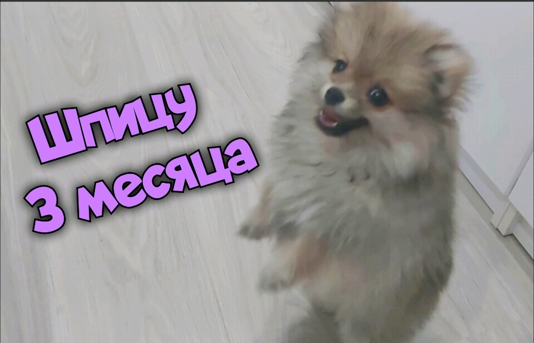 Шпиц. 3 месяца.