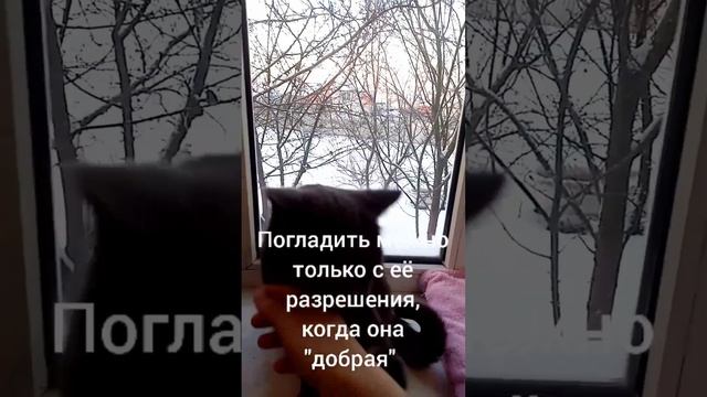 Ласковый ? характер британской кошки