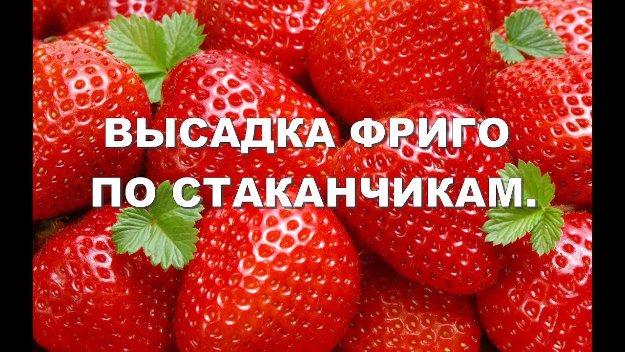 ВЫСАДКА РАССАДЫ ФРИГО ПО СТАКАНЧИКАМ