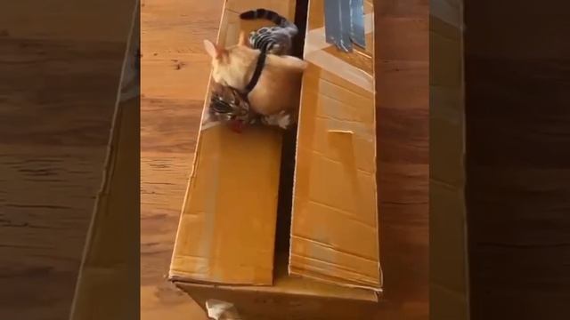 Ужасы нашего городка