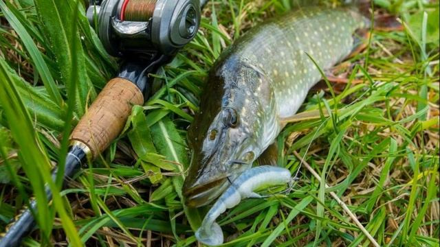 советы как поймать щуку