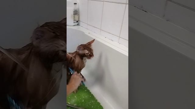 А Вы когда нибудь пробовали помыть Мейн Куна?