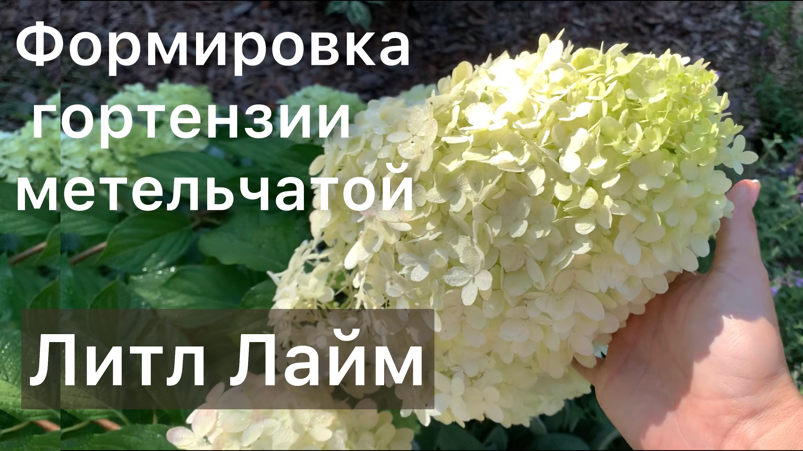 Обрезка гортензии для ОБИЛЬНОГО ЦВЕТЕНИЯ | С результатом | Дневник садовода