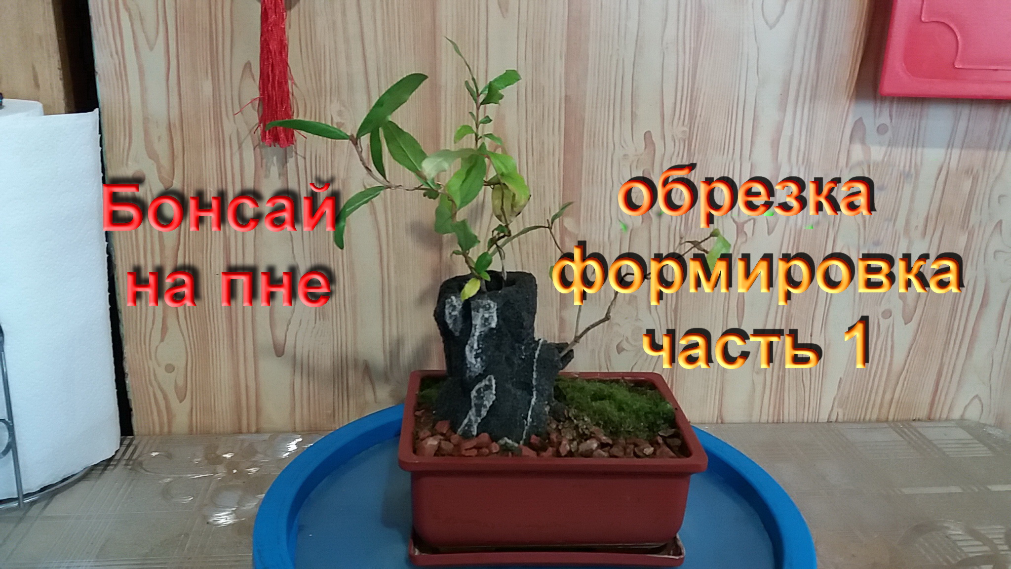 1.Бонсай на пне из граната обрезка часть 1