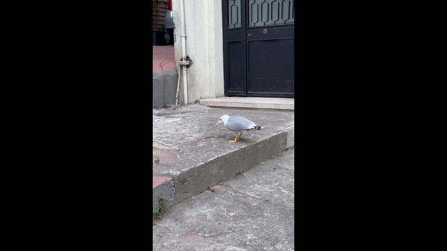 Чайка захомячила кошачий корм