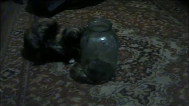 Кошка ловит мышь. Кошка играет с мышкой видео прикол. The cat catches the mouse. The cat catches the
