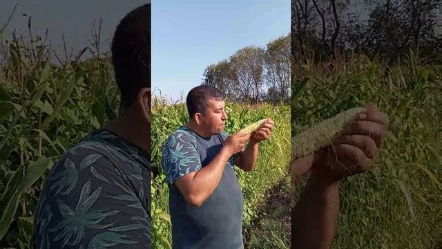 Мастер по поеданию кукурузы