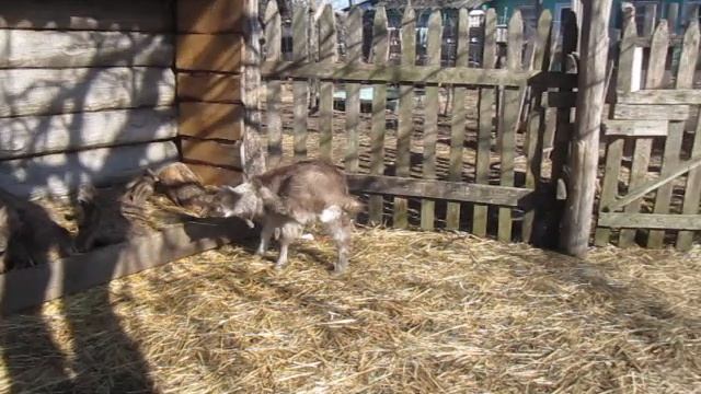 Наш козлик Мишка в детстве