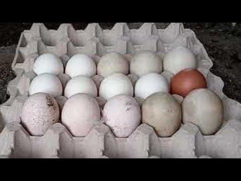 Почему подорожали куриные яйца шесть причин