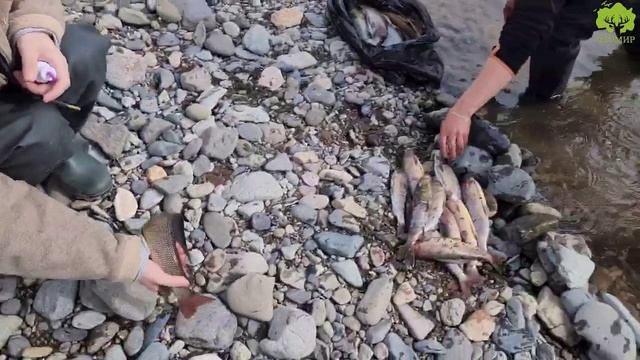 Беспрерывный клев