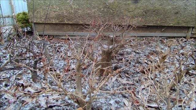 Бонсай варианты зимовки 2023 год продолжение 39 часть